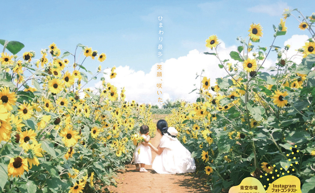 今年の夏は、真夏の絶景“40万本のひまわり畑”へ行こう！ ハイジの村にて「北杜市明野サンフラワーフェス2025」開催 – 八ヶ岳をガイドする ハチ旅